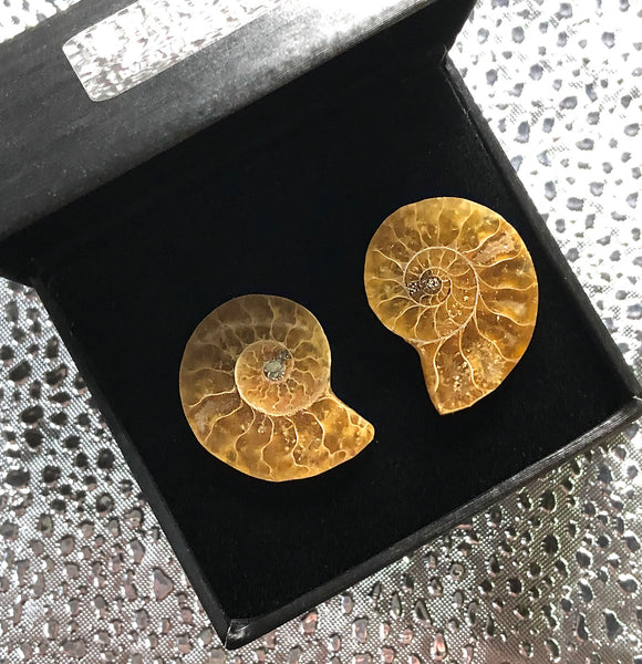Ammonite Cufflinks, golden ratio, men's fossil cufflinks